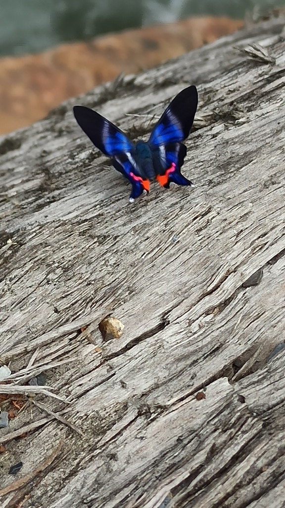 Blue Doctor from La Mar, Perú on September 9, 2020 by Floro Ortiz ...