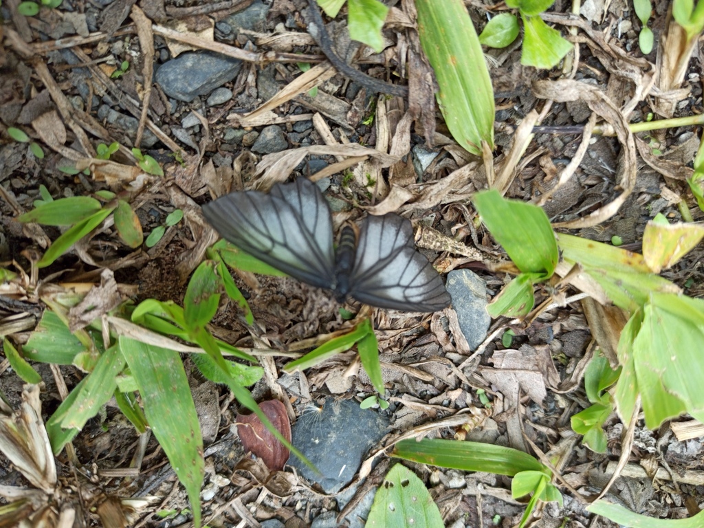 Styx infernalis from La Mar, Perú on September 11, 2020 by Floro Ortiz ...