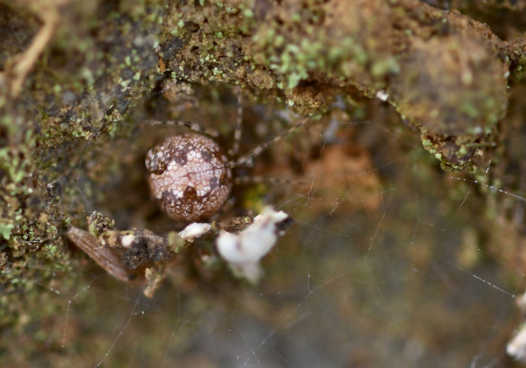 Typical Cobweb Spiders from 7200 Campinho, Portugal on November 2, 2023 ...