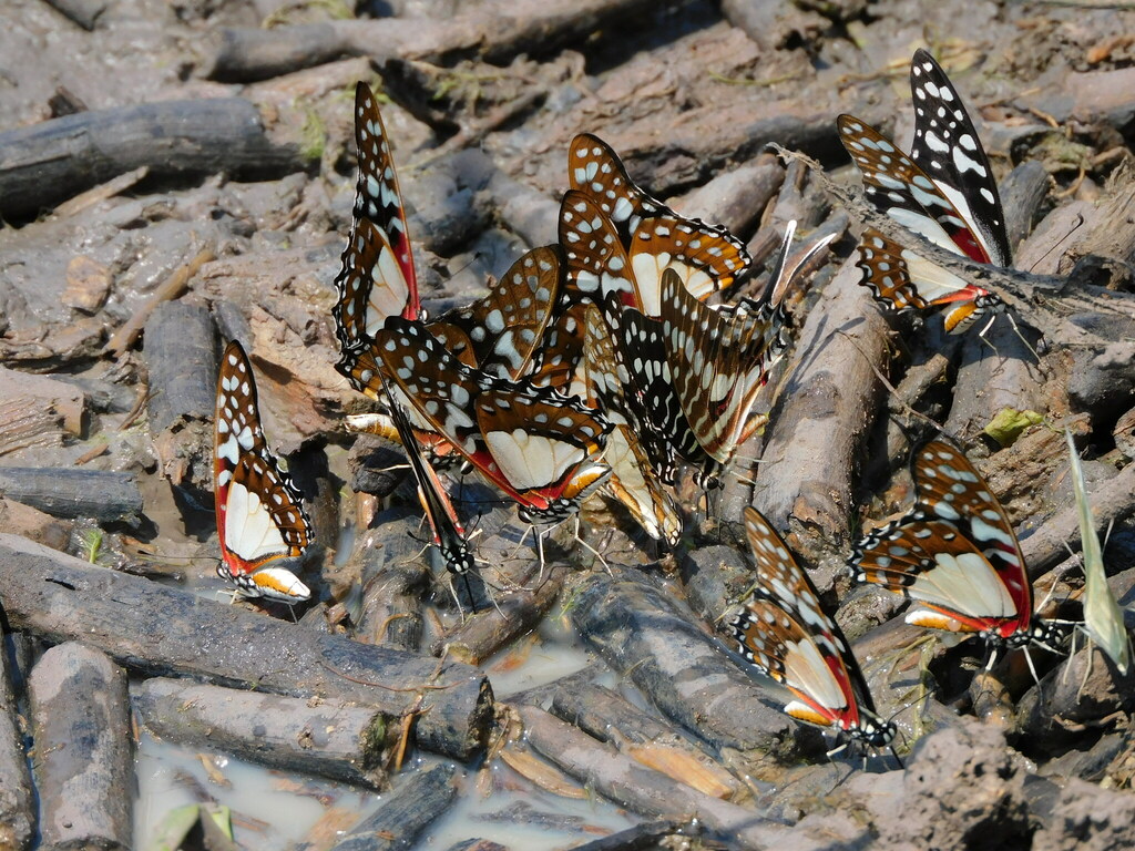 Southern Angola White Lady from Pebane, Mozambique on October 22, 2023 ...