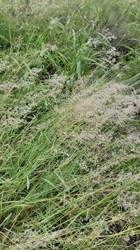 Natal grass in November 2023 by Joey Santore · iNaturalist