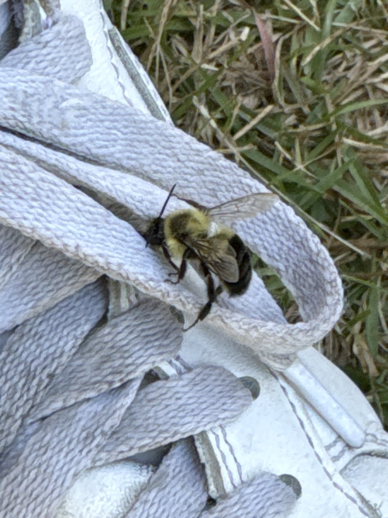 Common Eastern Bumble Bee from Rural West Ashley, Hollywood, SC, US on ...