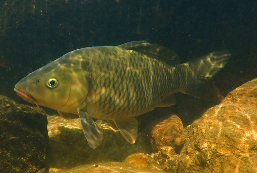 Amur Carp (Cyprinus rubrofuscus) - Marine Life Identification