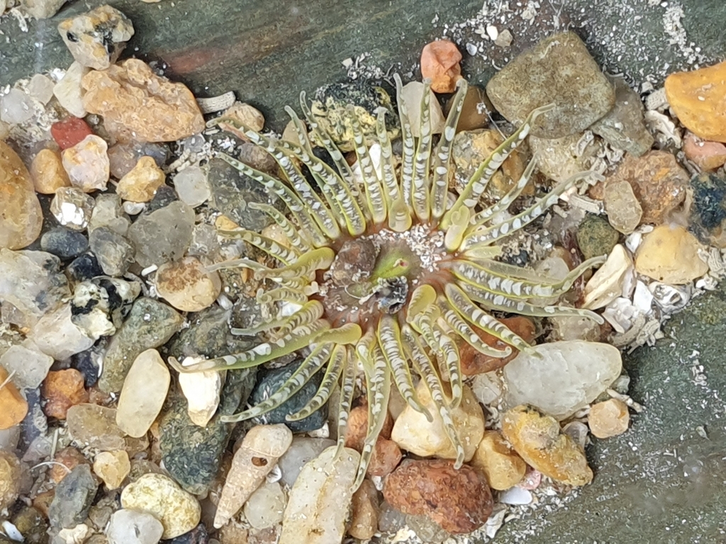 Gem Anemone from France on May 29, 2023 at 11:22 AM by Achille Lenglin ...