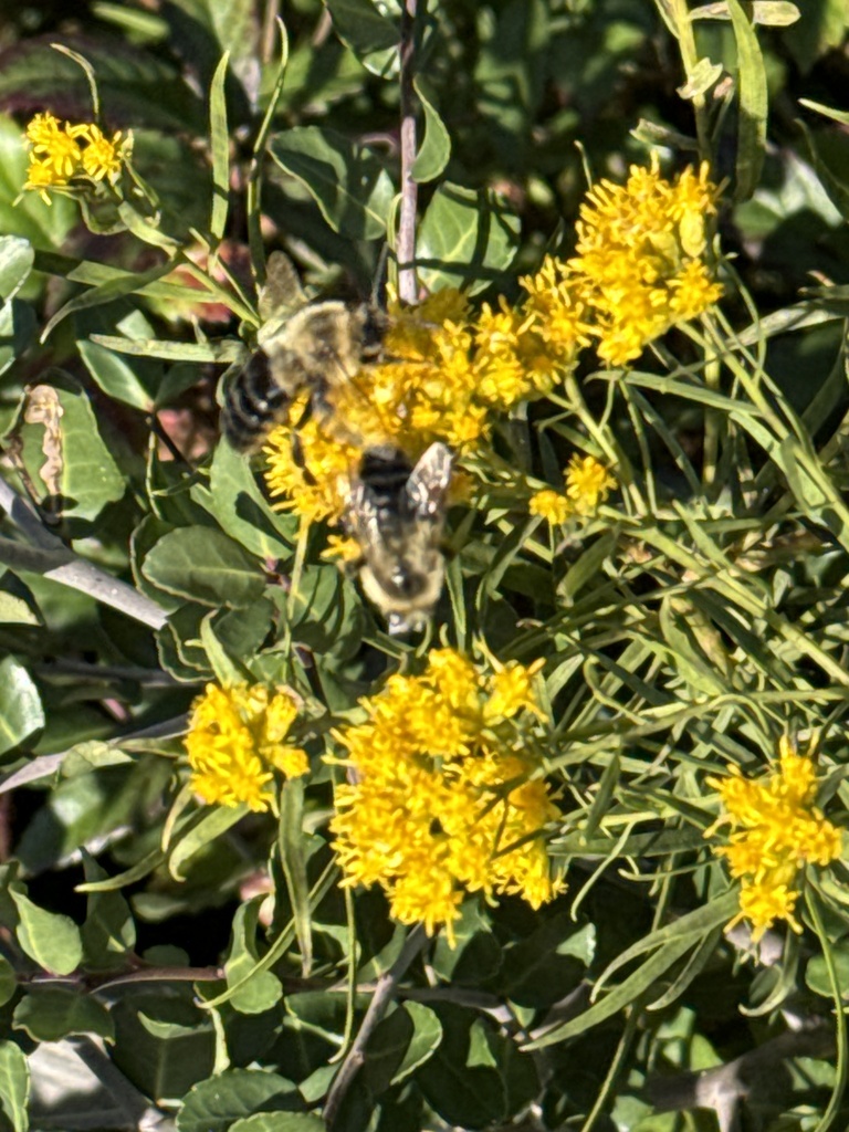 Common Eastern Bumble Bee from Rural West Ashley, Hollywood, SC, US on ...