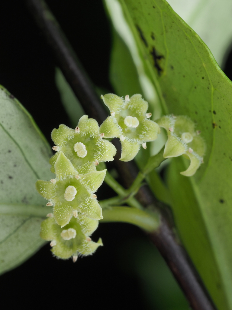 Hangehange (Plants of Tiritiri Matangi ) · iNaturalist