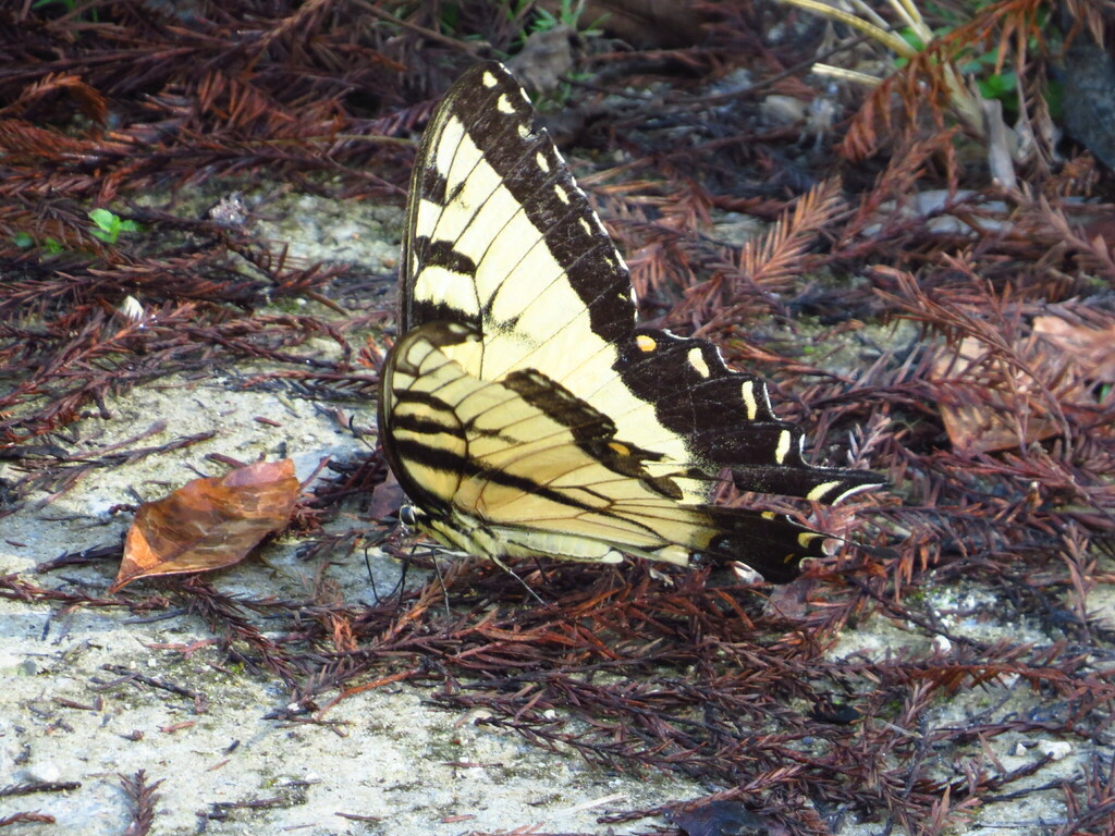 Eastern Tiger Swallowtail from Janes Scenic Drive Fakahatchee State ...