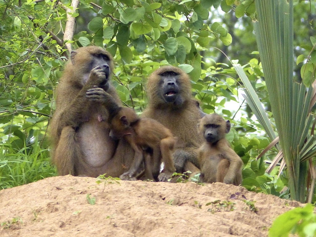Guinea Baboon (Papio papio) - Know Your Mammals