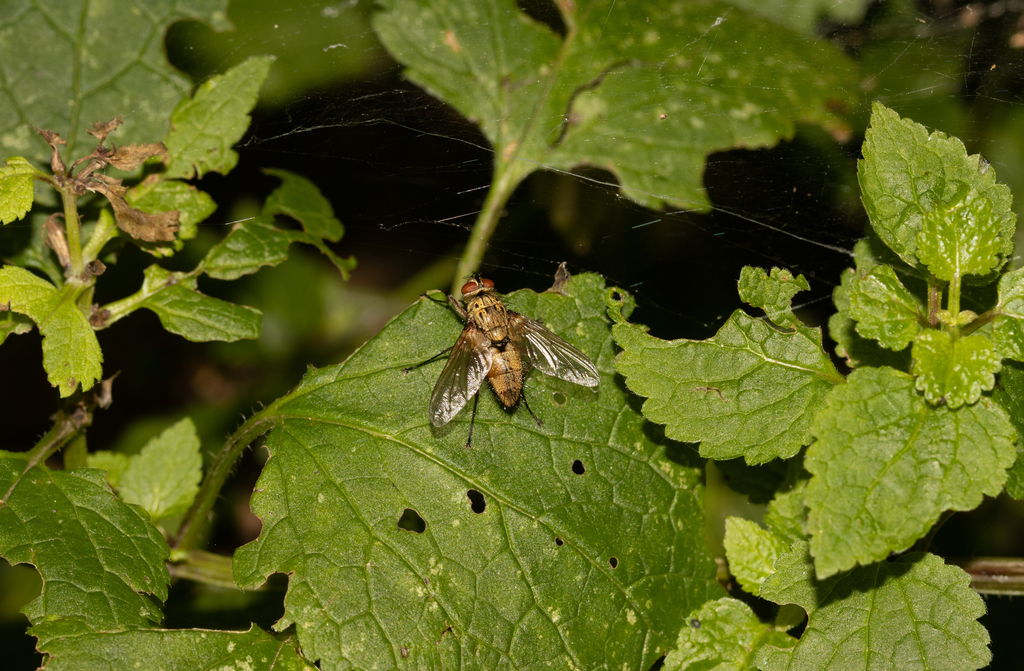 Dexia rustica from Чутівський район, Полтавська область, Україна on ...