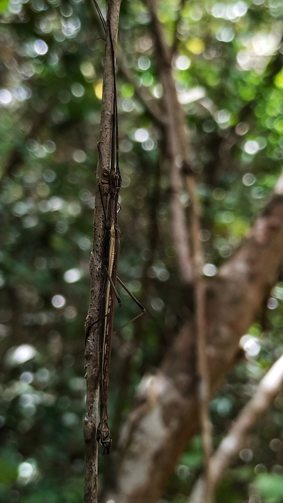 Paraphasma from Parnamirim - RN, Brasil on November 2, 2023 at 09:43 AM ...