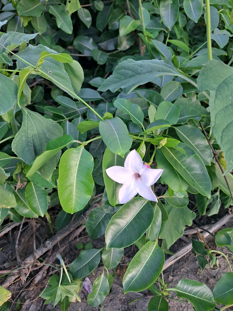 Rubber Vine from 2MXP+4V, 74889 Progreso, Pue., México on October 31, 2023 at 05:35 PM by Regina ...