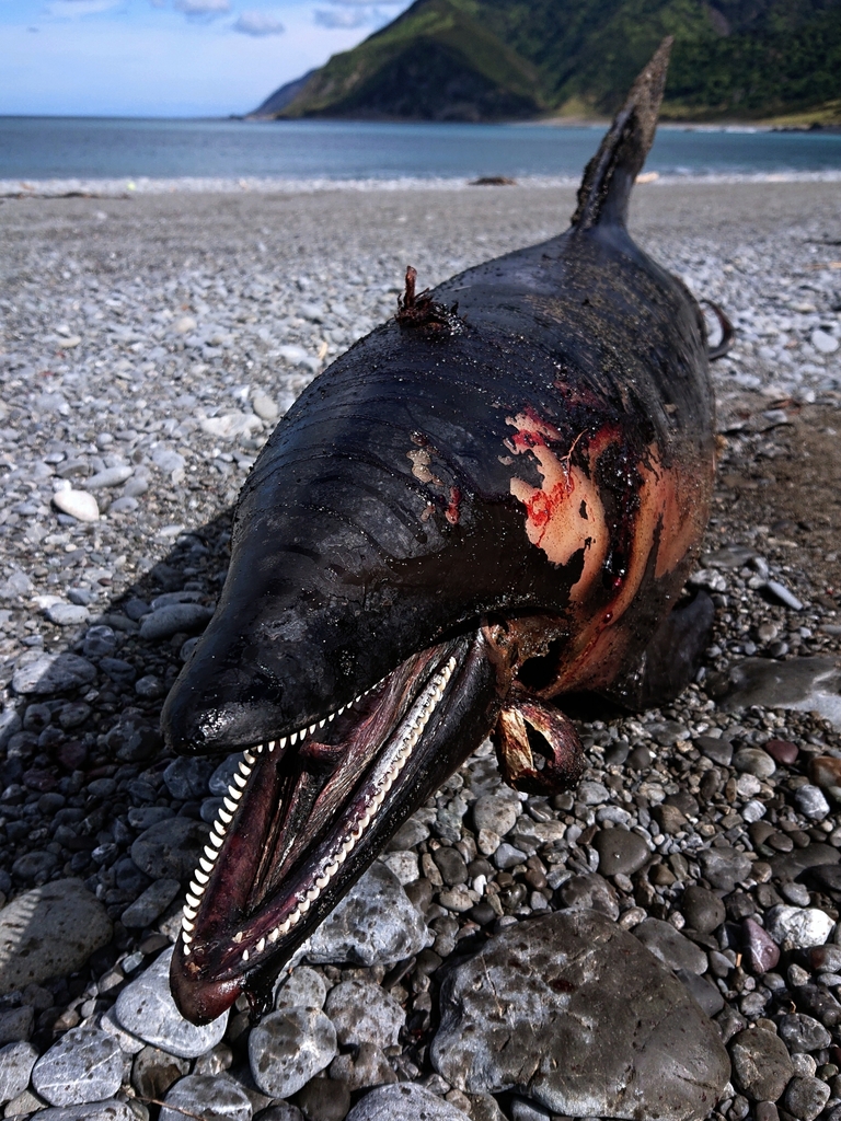 Dusky Dolphin from Wellington, New Zealand on September 10, 2023 at 11: ...