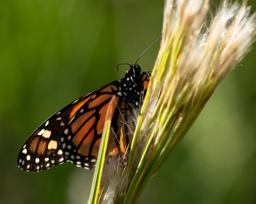 Monarch from 4801 La Crosse Ave, Austin, TX 78739, USA on November 2 ...