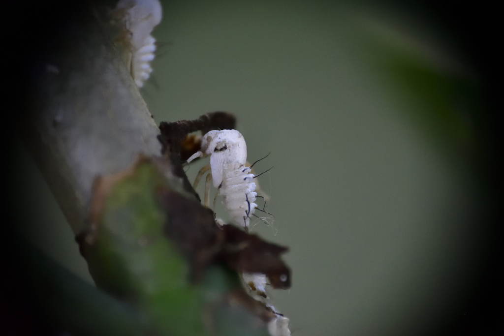 Mexican Treehopper from Ibagué, Tolima, Colombia on October 15, 2023 at ...