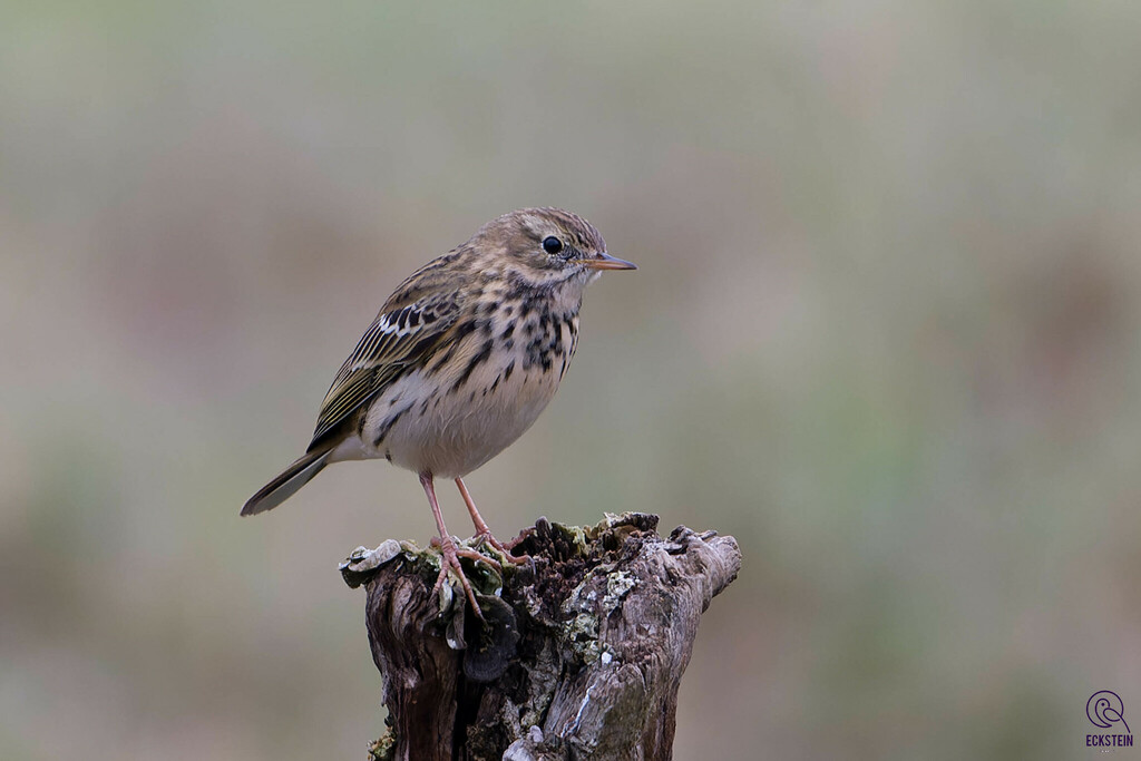 Meadow Pipit (Anthus pratensis) - Avian Discovery