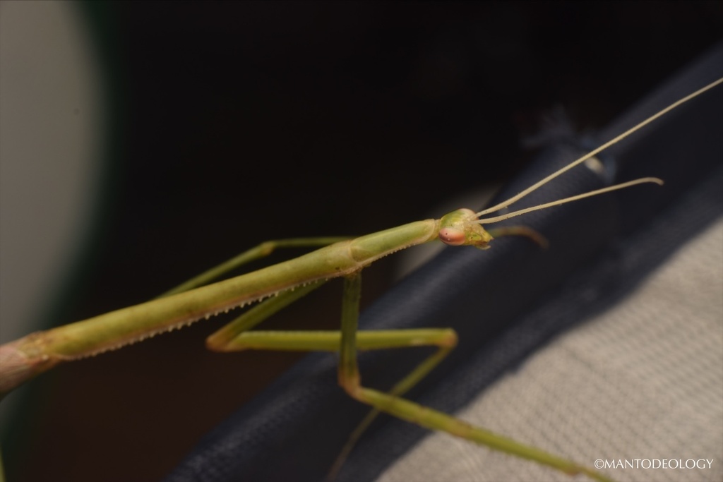Brunner's Stick Mantises from Upper Takutu-Upper Essequibo, GY on ...