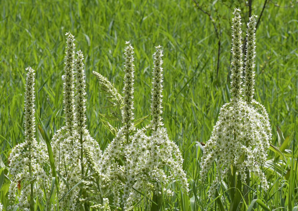 Corn Lily from Shoshone County, ID, USA on June 22, 2020 at 09:59 AM by ...