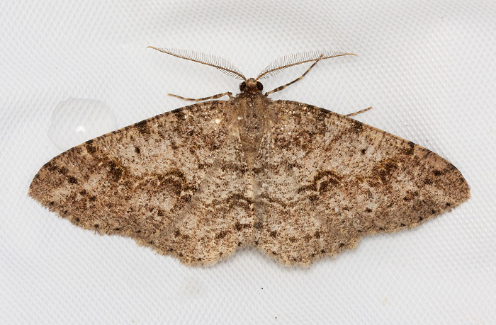 Western Carpet (Moths of Alder Creek Farm) · iNaturalist