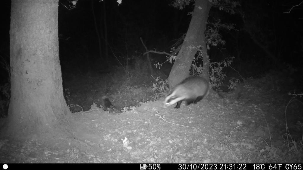 European Badger from 127, 06060 Borgarucci PG, Italy on October 30 ...