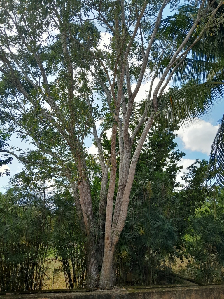 West Indies Cedrela in November 2023 by Carlos Galindo-Leal · iNaturalist