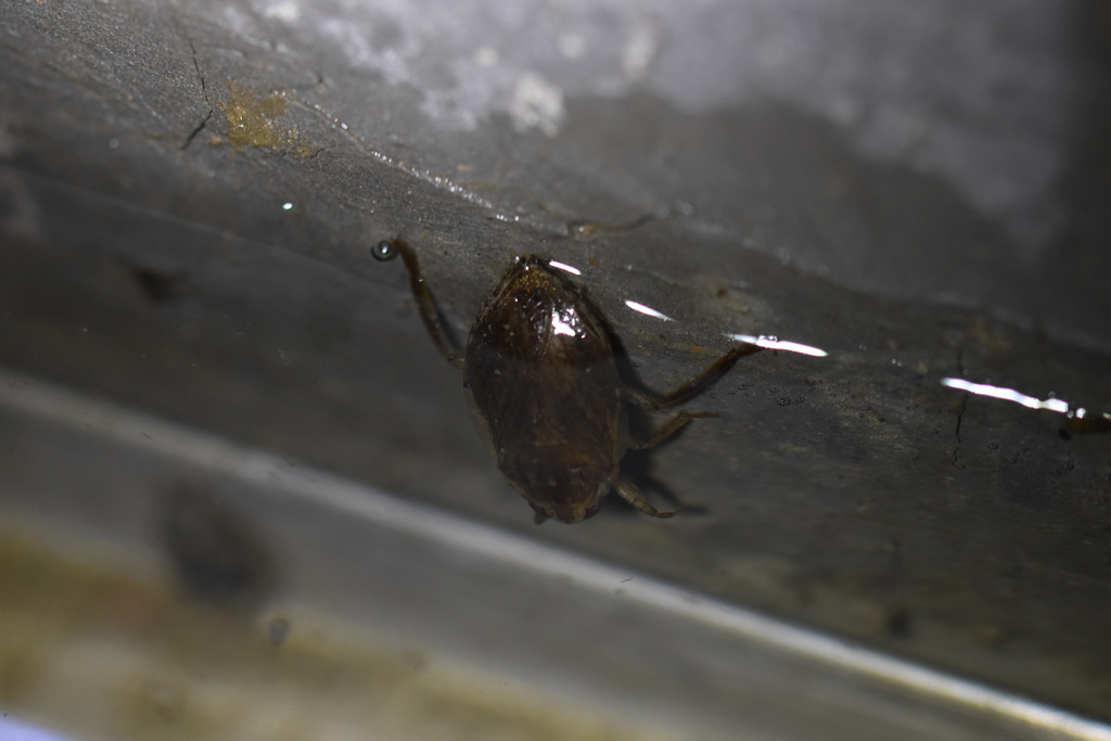 Diplonychus in August 2022 by Karl Feng · iNaturalist