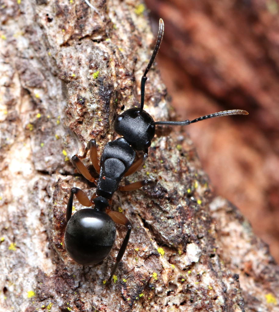 Southern Broad-nosed Spiny Ant in October 2023 by juliegraham173 ...
