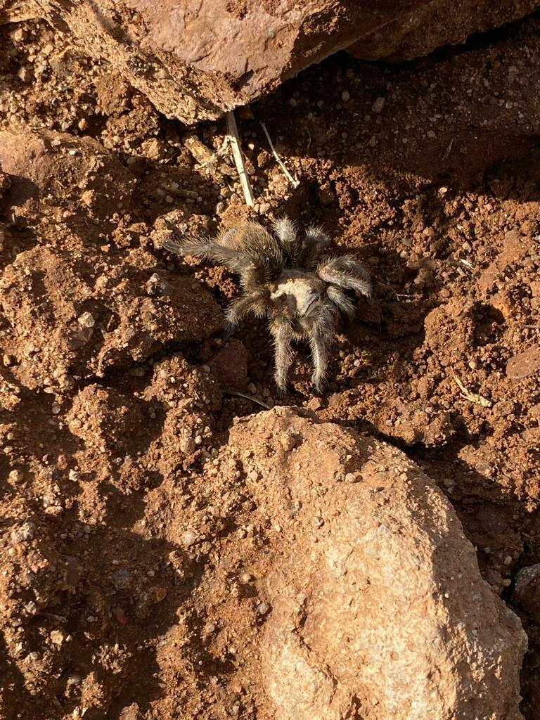 Spiders from 31854 Ojo Vareleño, Chihuahua on September 30, 2023 at 02: ...