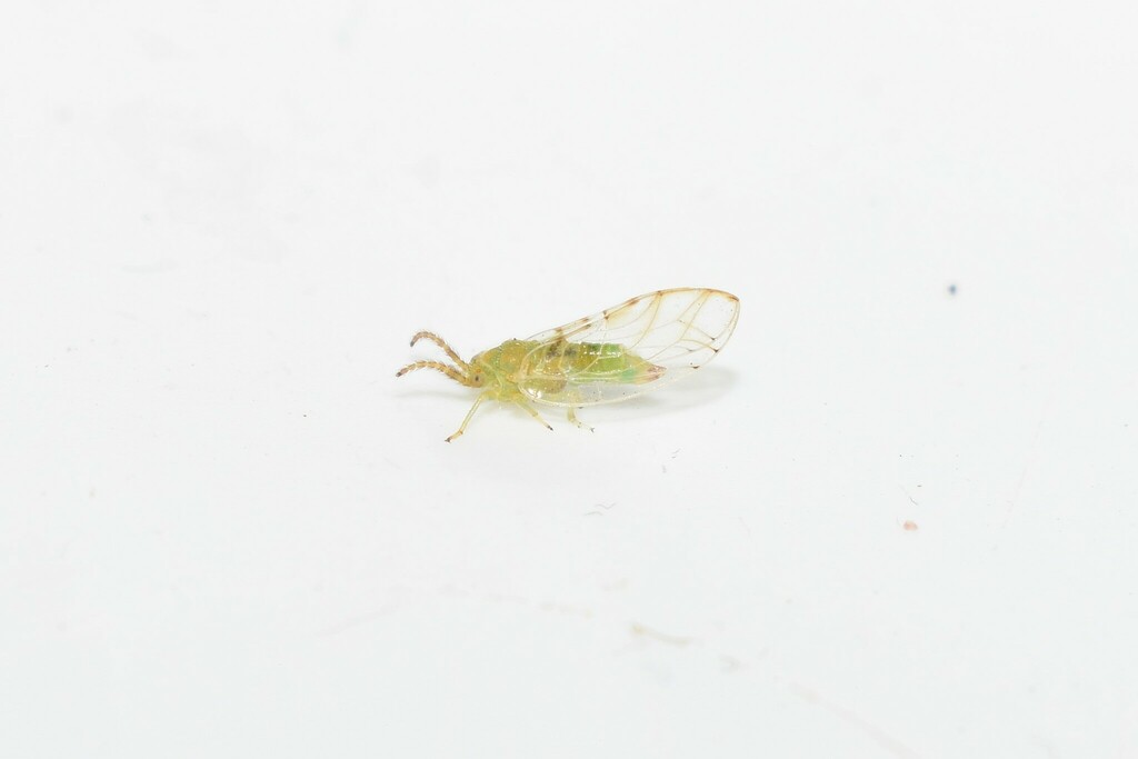 Mediterranean fig psyllid from Pirgi Thermis 811 00, Greece on October ...