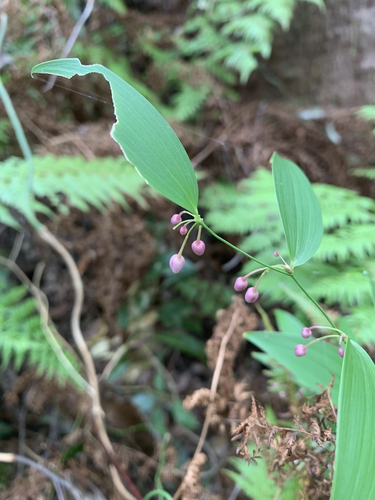 Wombat Berry from Currumbin Valley, QLD, AU on November 2, 2023 at 09: ...