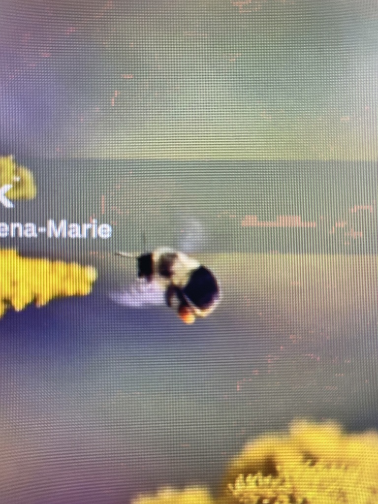 Common Eastern Bumble Bee from Île de Montréal, Montréal, QC, CA on ...