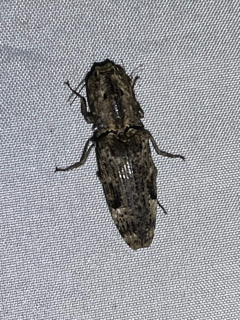 Cryptalaus larvatus larvatus in October 2023 by Nakatada Wachi ...