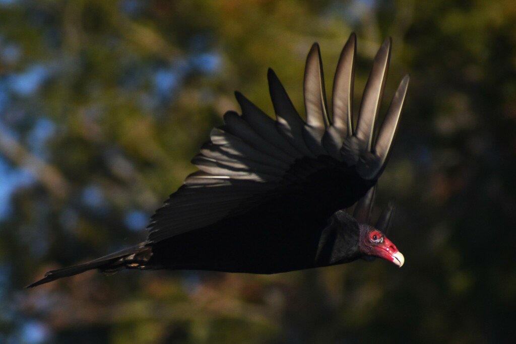 Turkey Vulture from 24 State Campground Rd, Guntersville, AL 35976 on ...