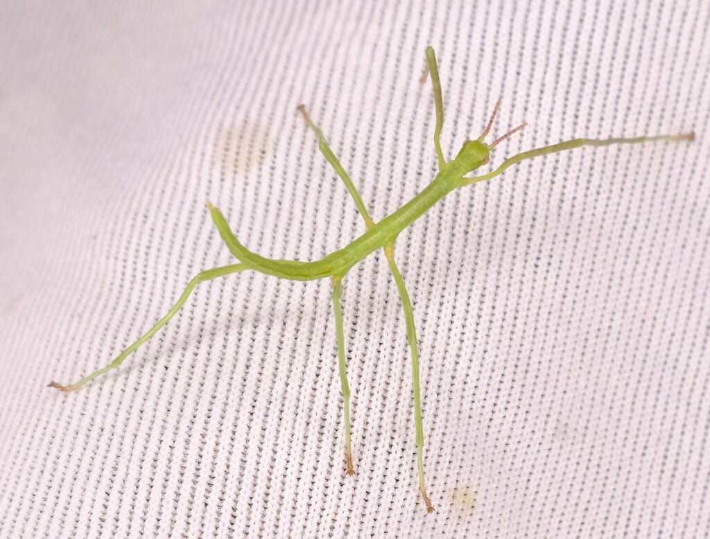 Margin-winged Stick Insect from Marengo VIC 3233, Australia on October ...