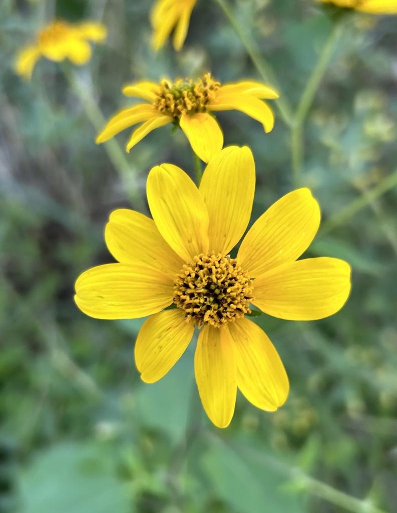 Toothleaf Goldeneye from Q-Ranch Rd, Austin, TX, US on November 2, 2023 ...