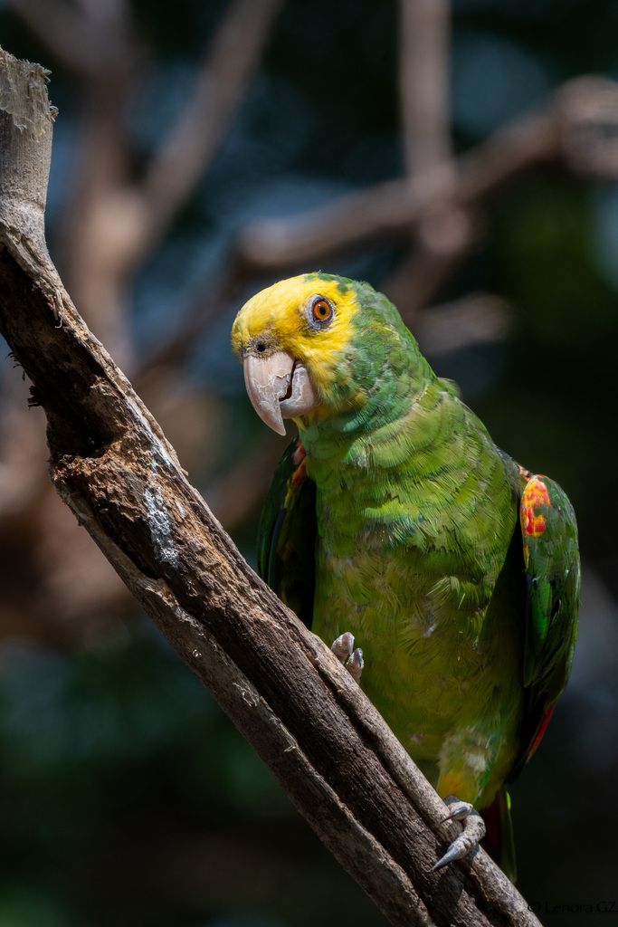 Yellow-headed Parrot in October 2023 by Lenora Gutierrez-Zamora M ...