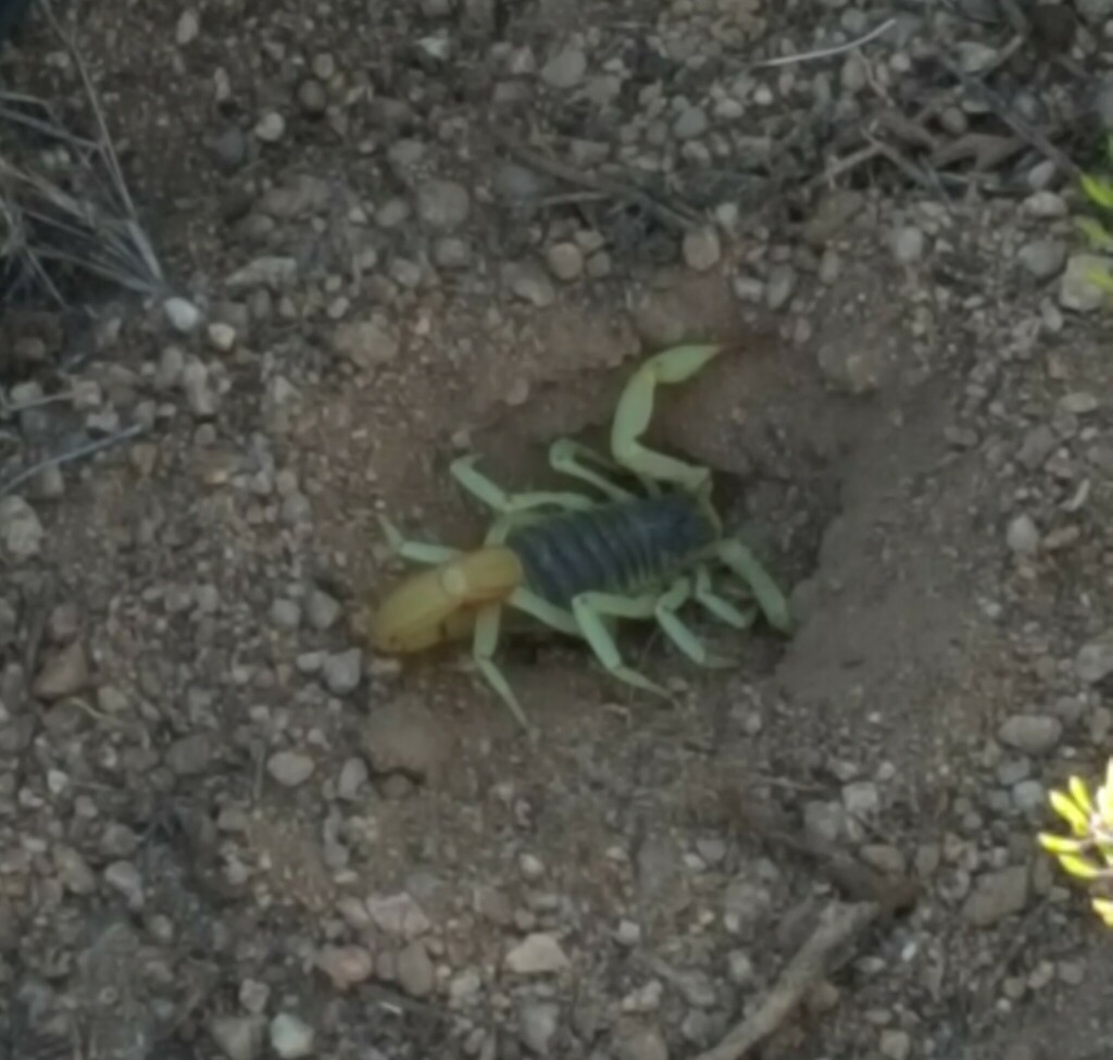 Hadrurus obscurus from San Bernardino County, CA, USA on May 7, 2016 at ...