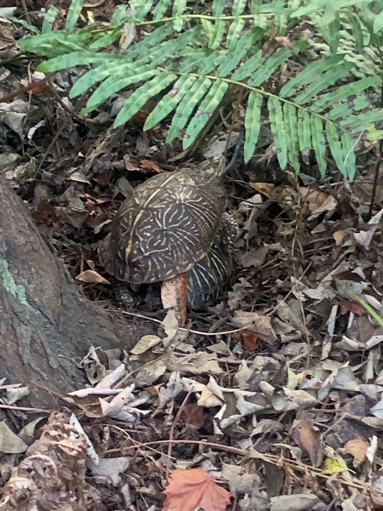 Florida Box Turtle from Dunedin, FL, USA on September 28, 2023 at 06:33 ...