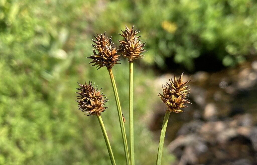 sheep sedge from Tipsoo Lake area, Mount Rainier National Park, Pierce ...