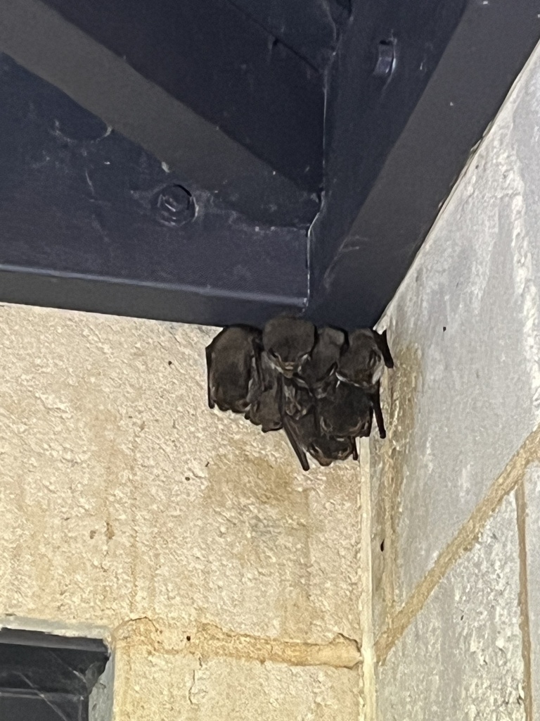 Australian Long-eared Bats from Highfield Dr, Langwarrin South, VIC, AU ...