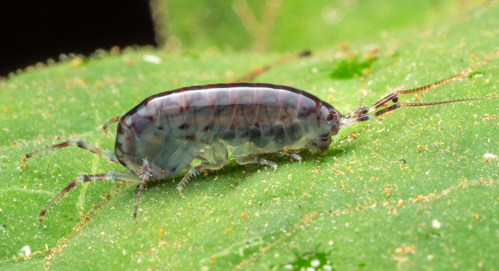 Terrestrial Amphipods from Titirangi Forest & Bird, Titirangi, Auckland ...
