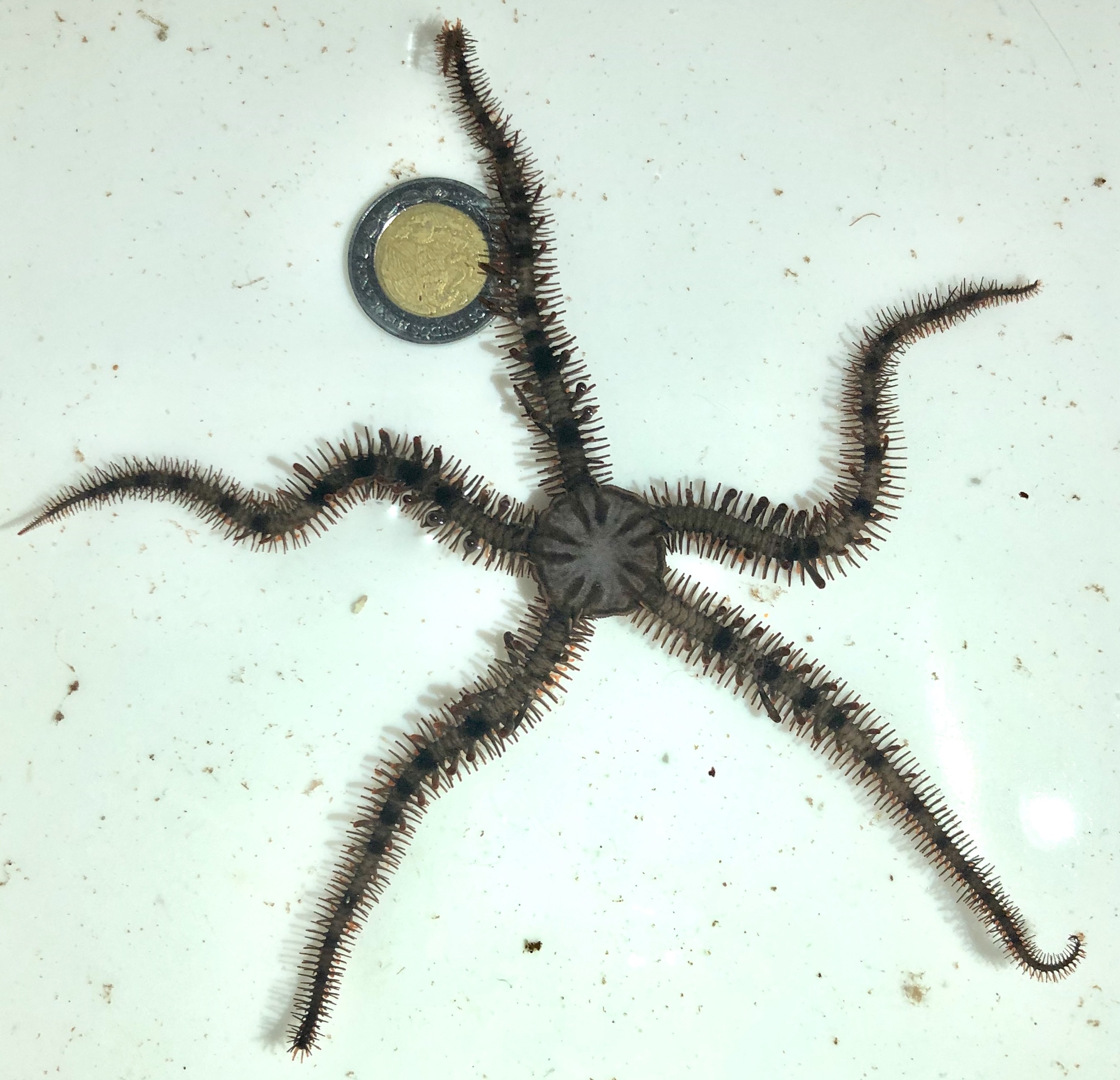 Ophiocoma echinata (Lamarck, 1816)