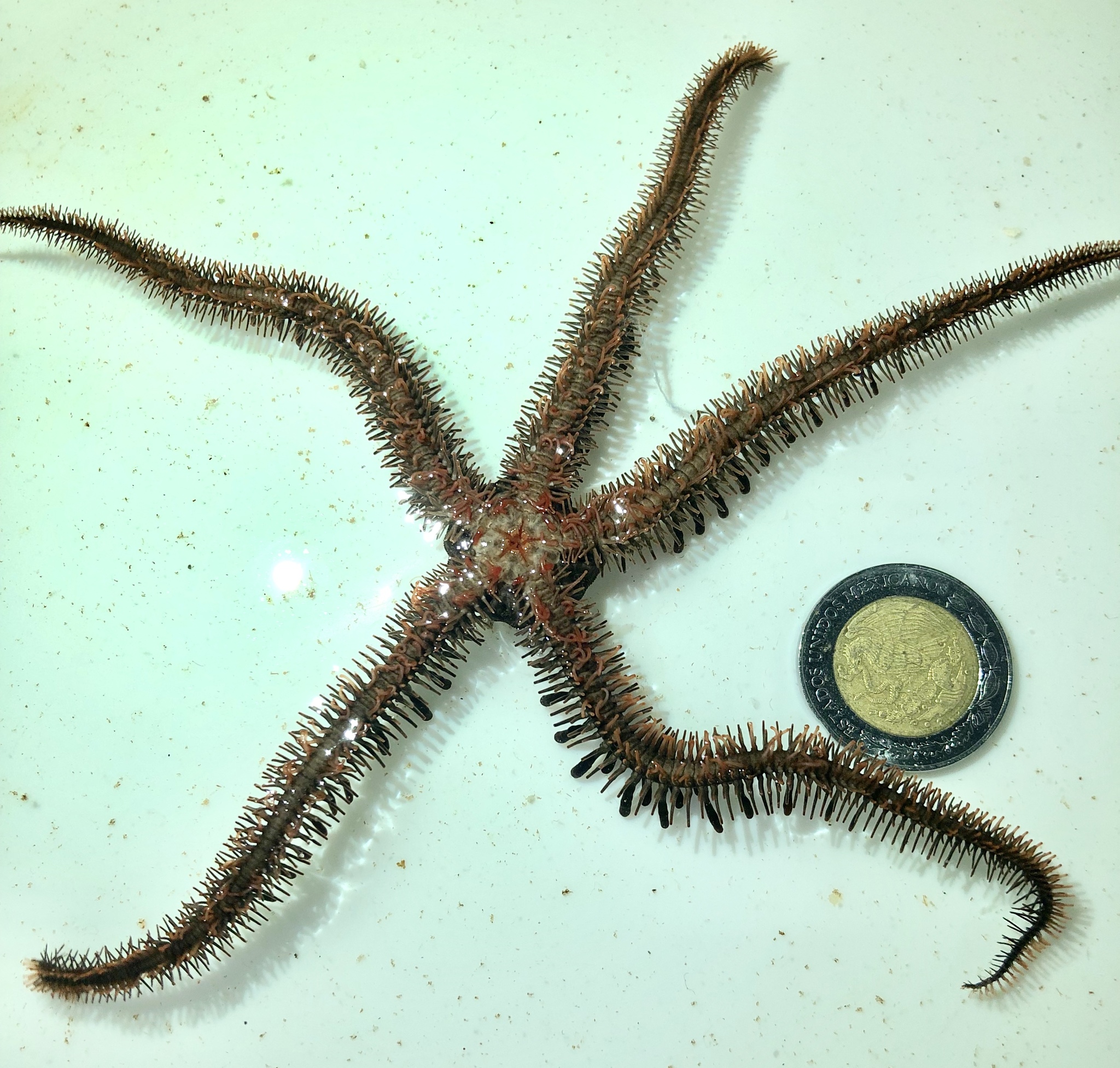 Ophiocoma echinata (Lamarck, 1816)
