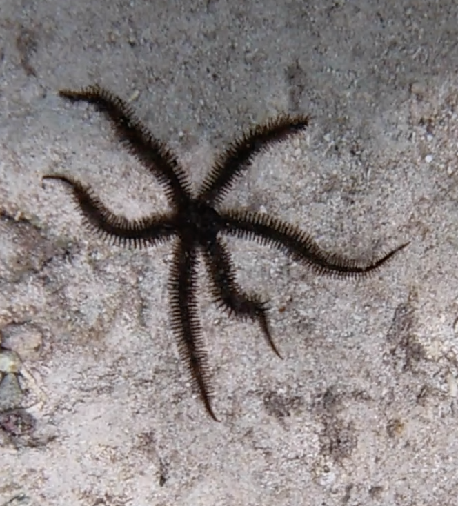Ophiocoma echinata (Lamarck, 1816)