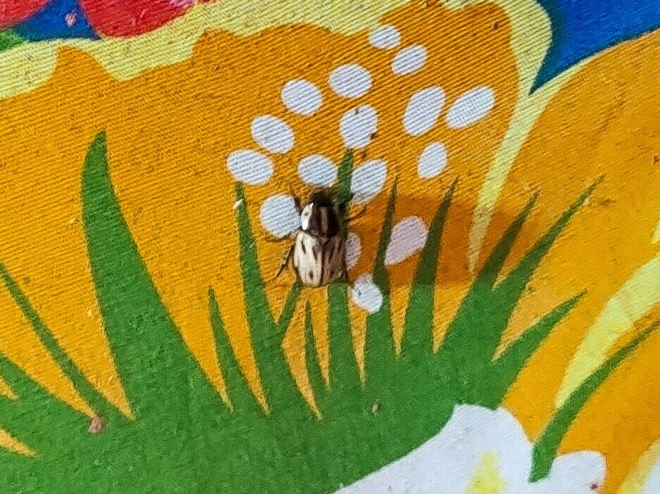 Masked Chafers and Rice Beetles from Cruzeiro do Sul, AC on September 1 ...