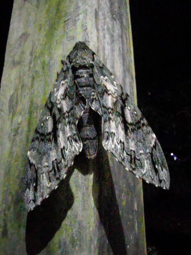 Giant Sphinx from Cruzeiro do Sul, AC on September 10, 2023 at 08:18 PM ...