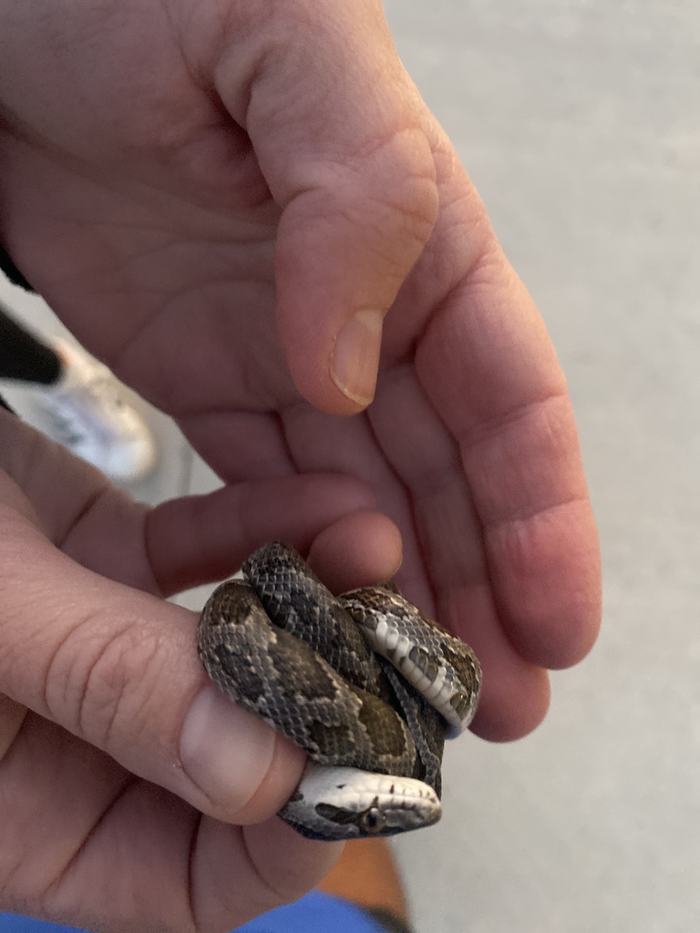 Colubrine Snakes in November 2023 by mjohnson73 · iNaturalist