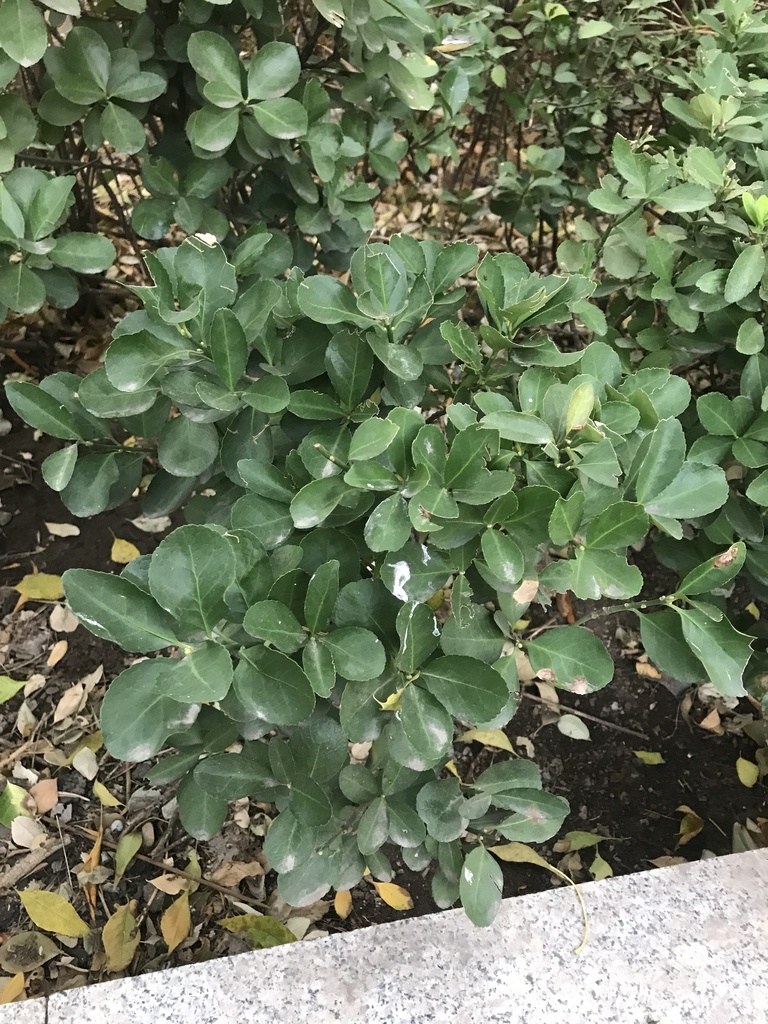 Japanese spindle tree from 五大道文化旅游区, 天津市, CN on November 3, 2023 at 08: ...