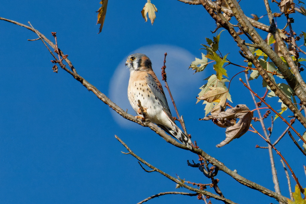 American Kestrel from Northwest Washington, Washington, DC, USA on ...