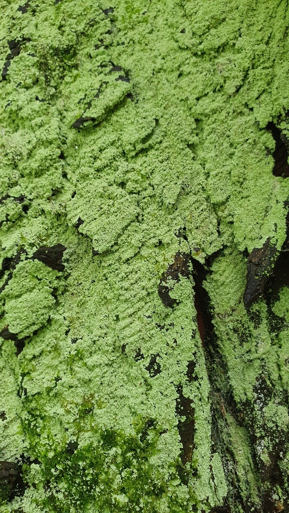 common lichens from Auckland 1042, New Zealand on October 31, 2023 at ...