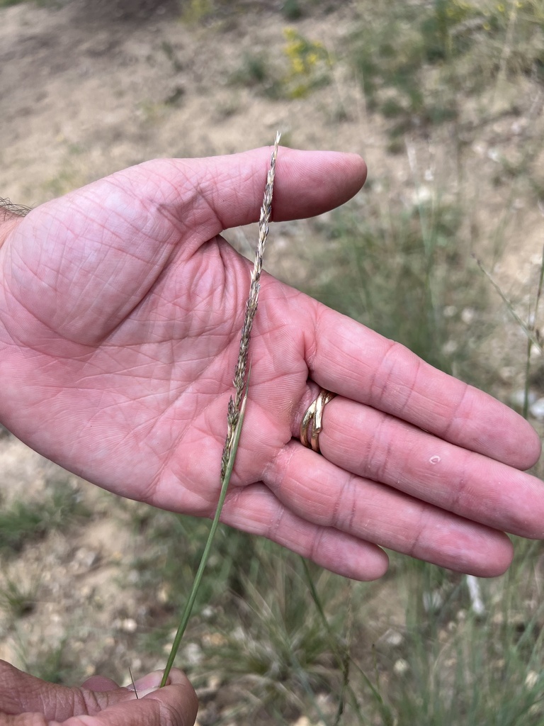 Tall Dropseed from Strawn, TX, US on October 23, 2023 at 10:42 AM by ...
